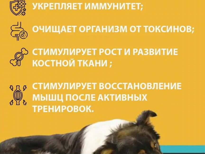 Лакомства для собак