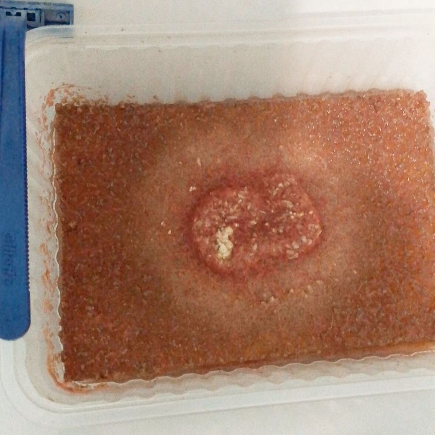 Трубочник домашний