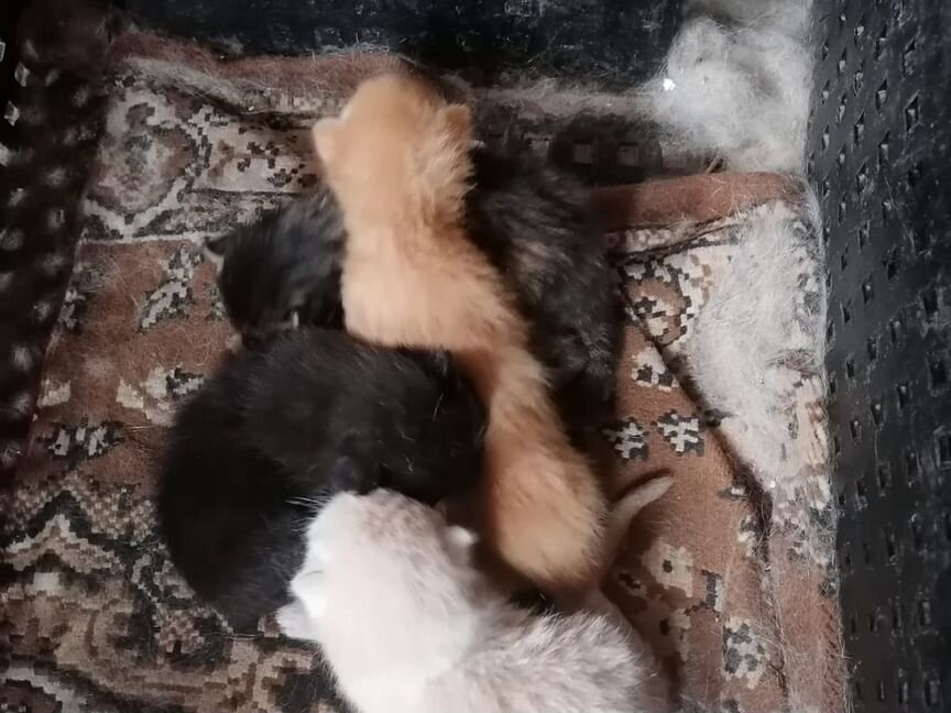 Котята в добрые руки бесплатно коты