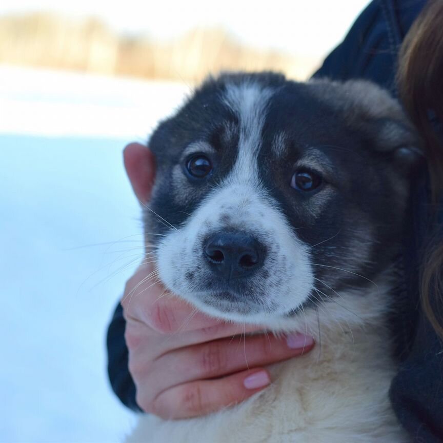 Щенок Снежа ищет дом