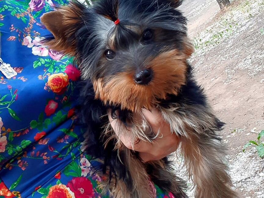 Мальтипу и другие клуб скор Пермь