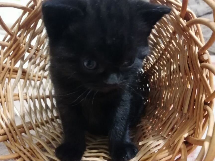 Породистые шотландские котята