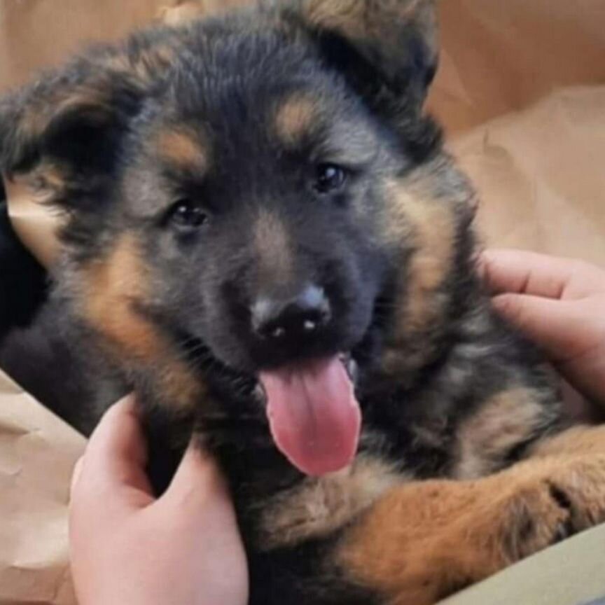 Надежные друзья. Щенки немецких овчарок