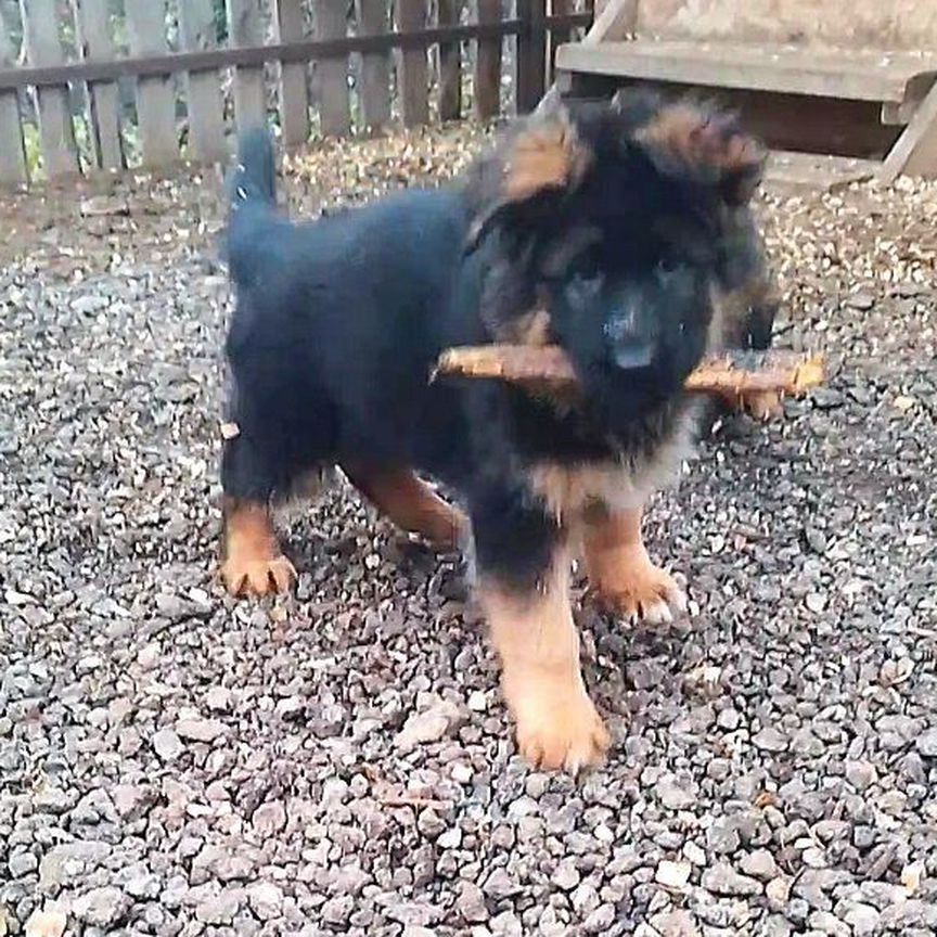 Щенки длинношерстной немецкой овчарки