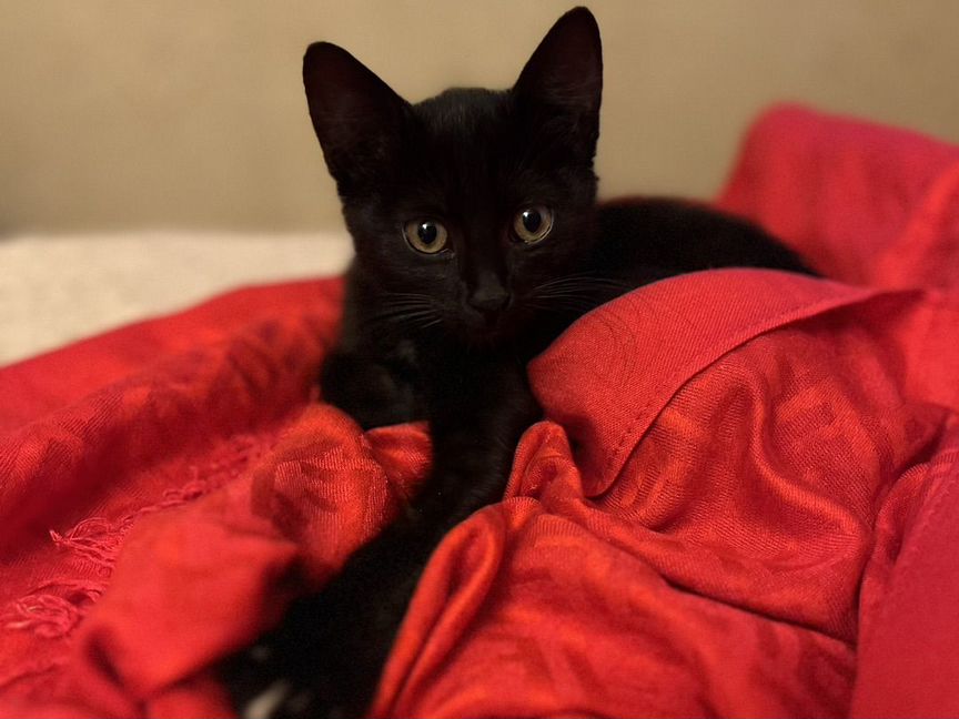 Котенок Пумба