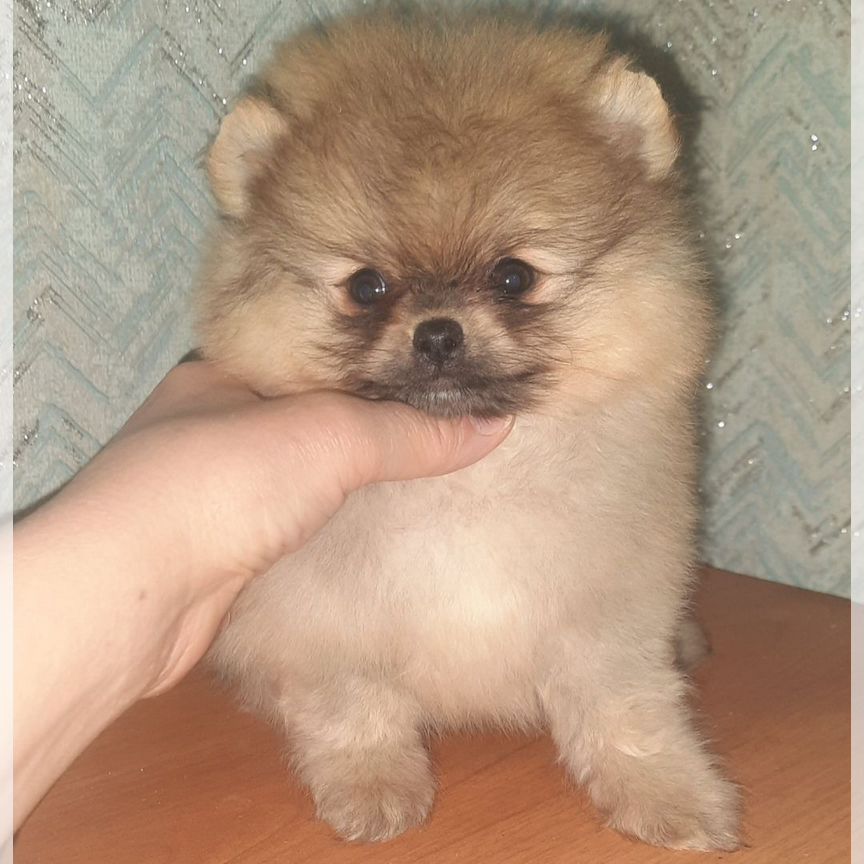 Померанский шпиц, щенок