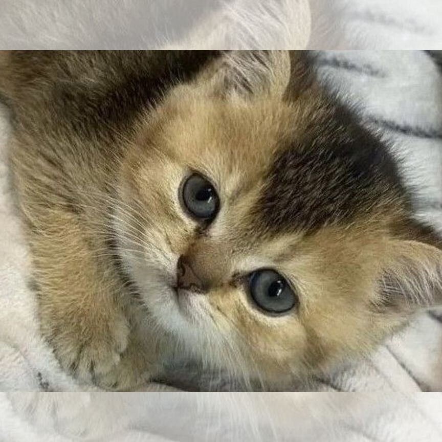 Котята