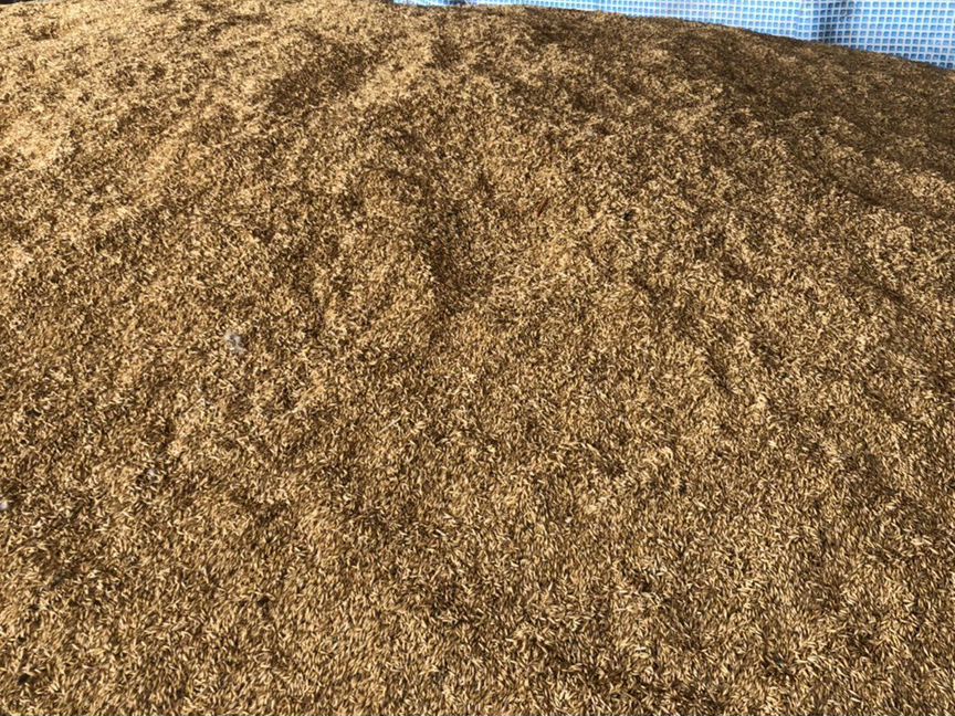 Продам Пшеницу, Овес, Ячмень