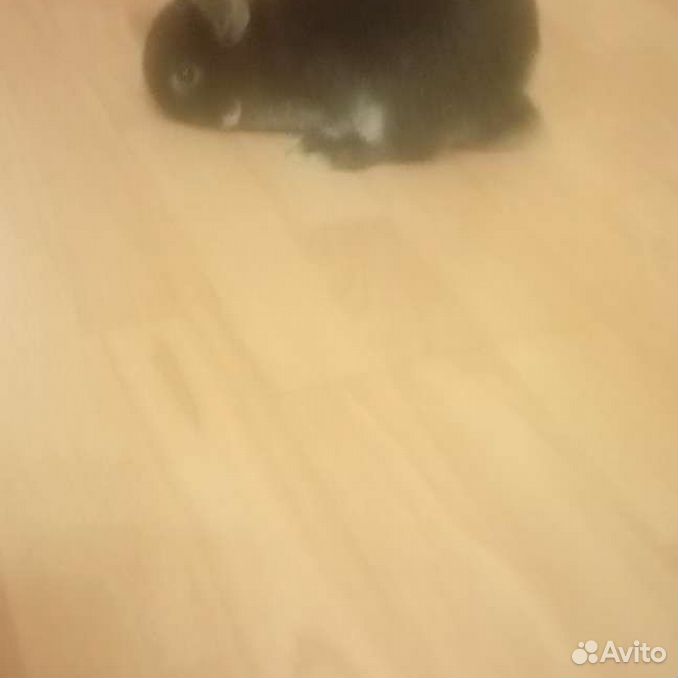 Декоративные кролики в добрые руки