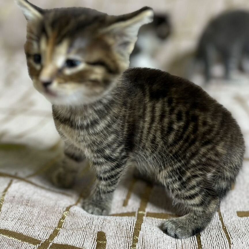 Котята