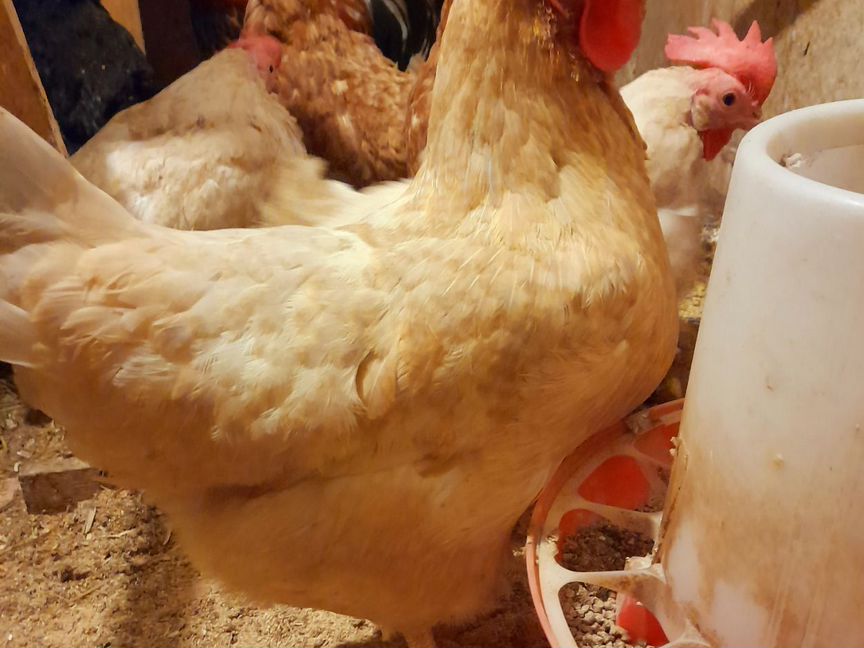 Куры Отдам бесплатно