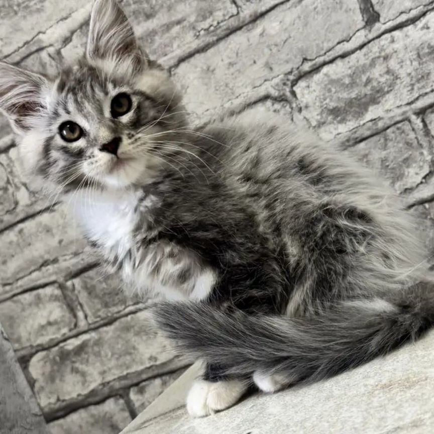 Мейн-кун котёнок