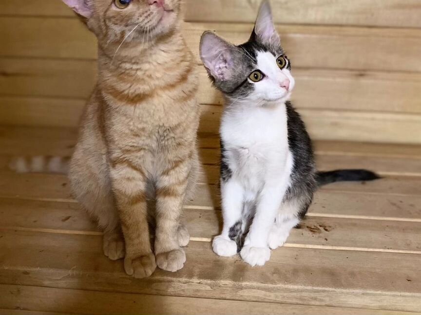 Котята в добрые руки