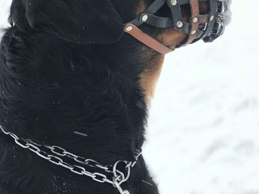 Ищю невесту