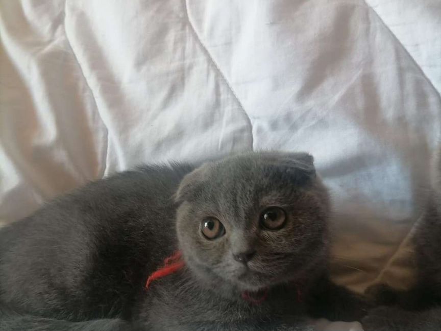 Вислоухие котята