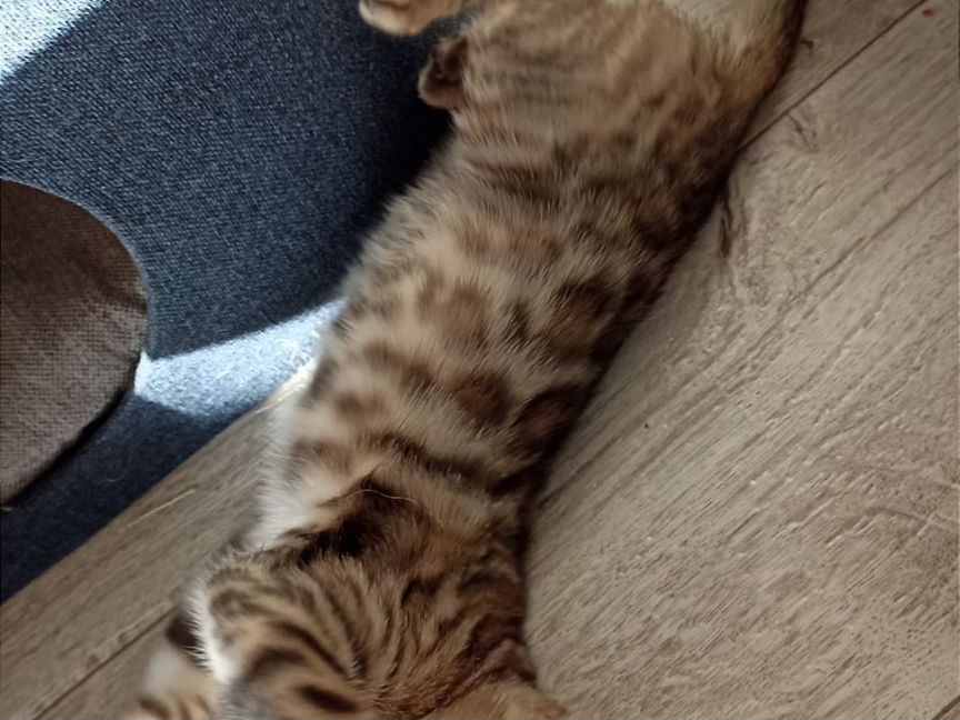 Бенгальская 2 месяца