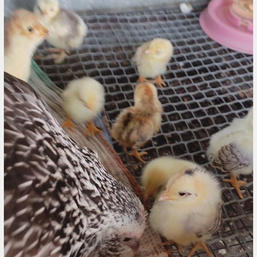 Цыплята карликовые