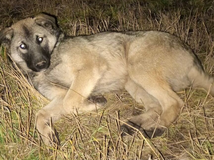 Бублик ищет дом