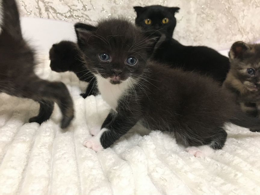 Котодети