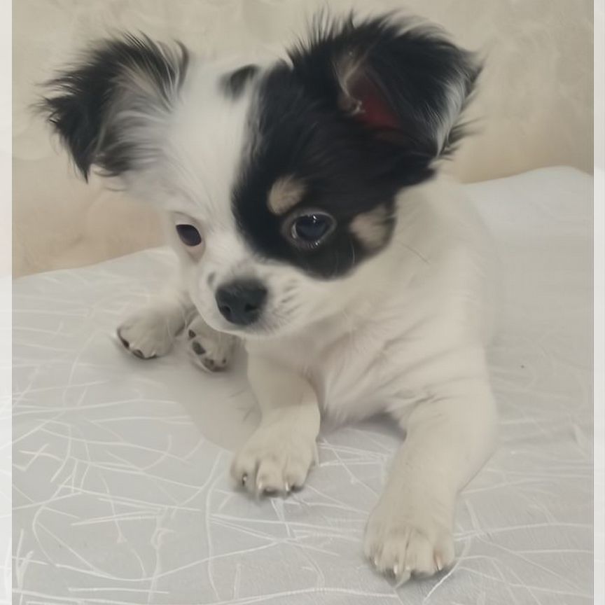 Чихуахуа, щенок