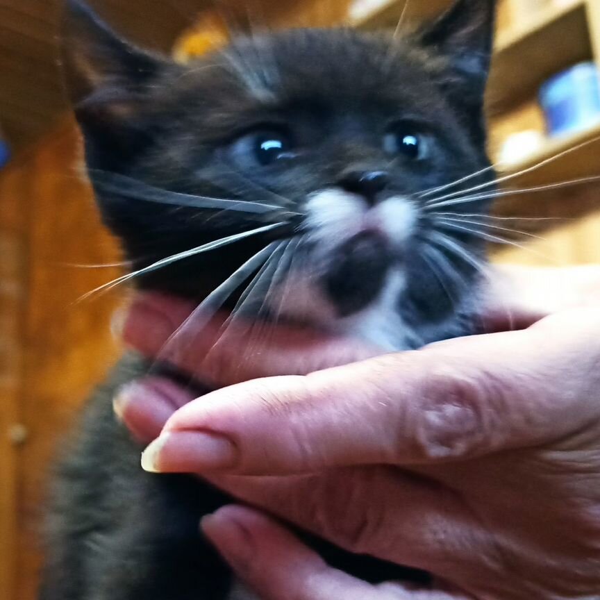 Котёнок в добрые руки