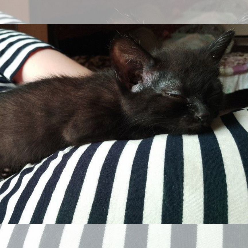 Котёнок в добрые руки