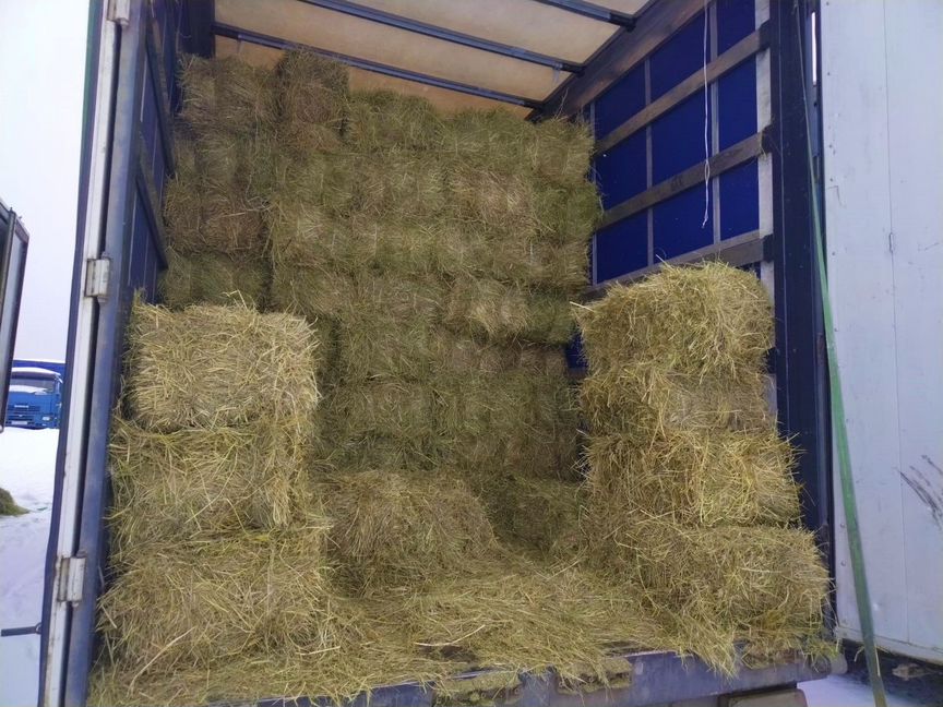 Сено 2023 года арт. кло-0707-01