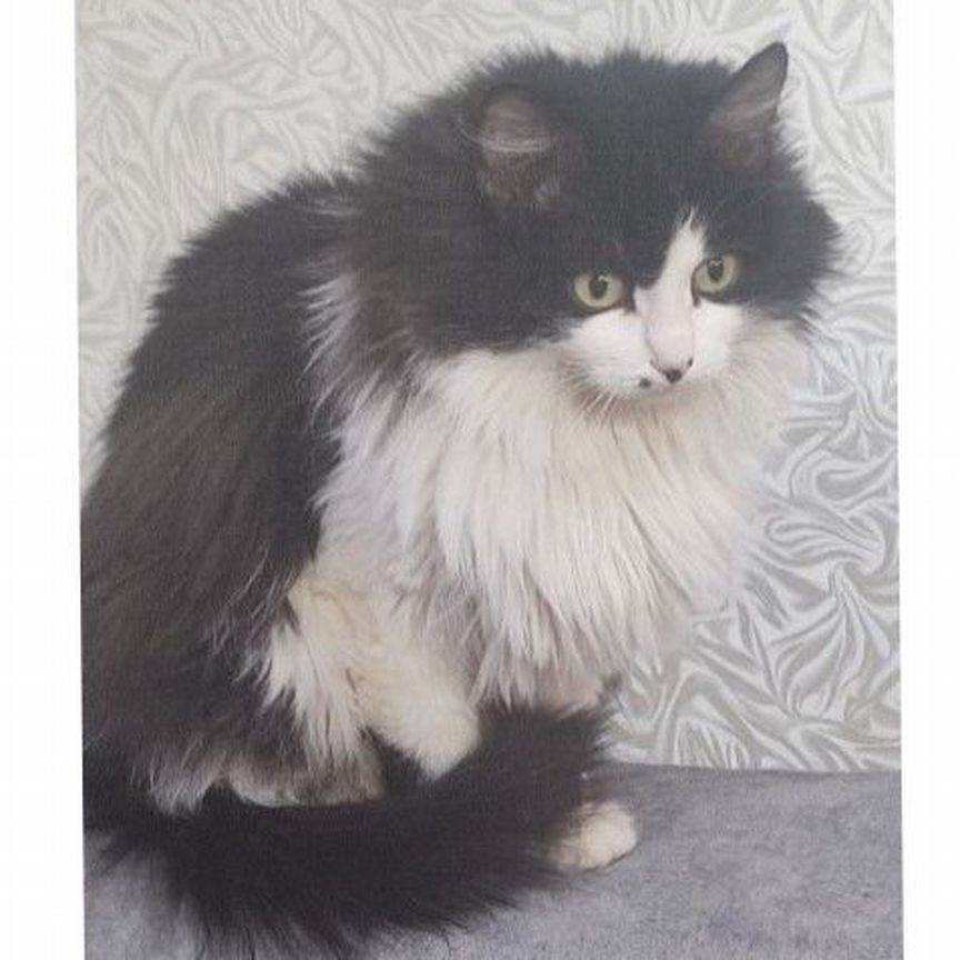 Сибирская, взрослая кошка