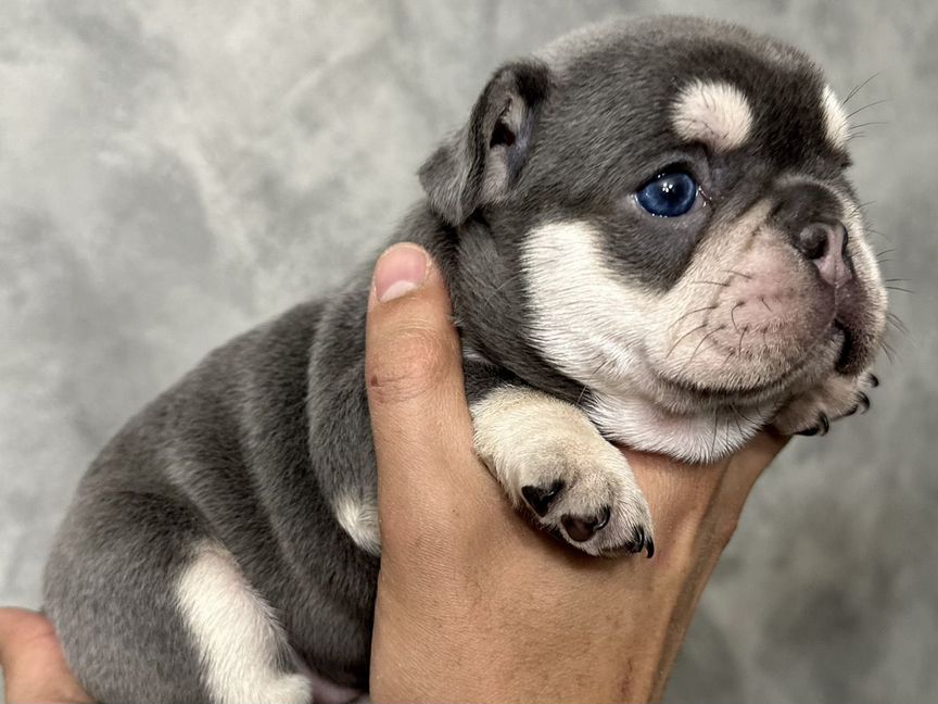 Французский бульдог щенки лиловый