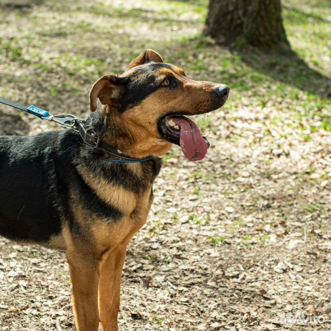 Тайгер из приюта ждёт хозяина