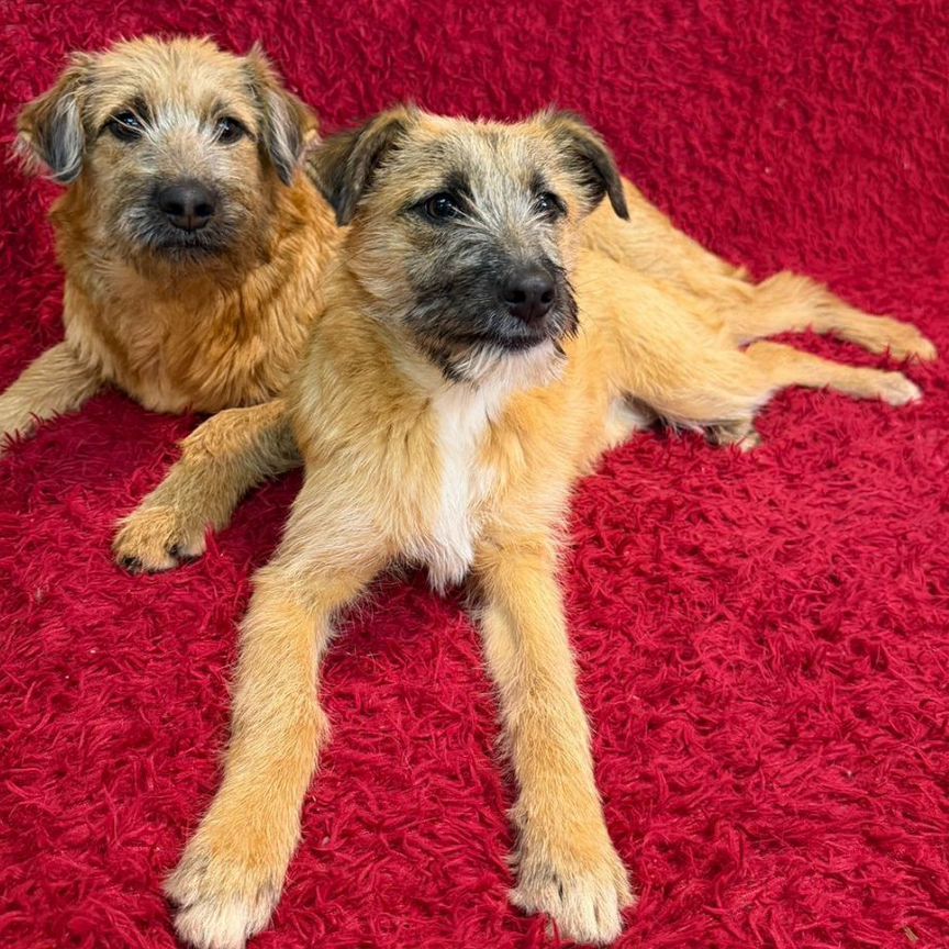 Взрослая собака в добрые руки