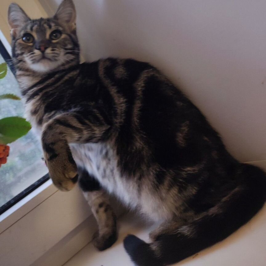 Котенок в добрые руки