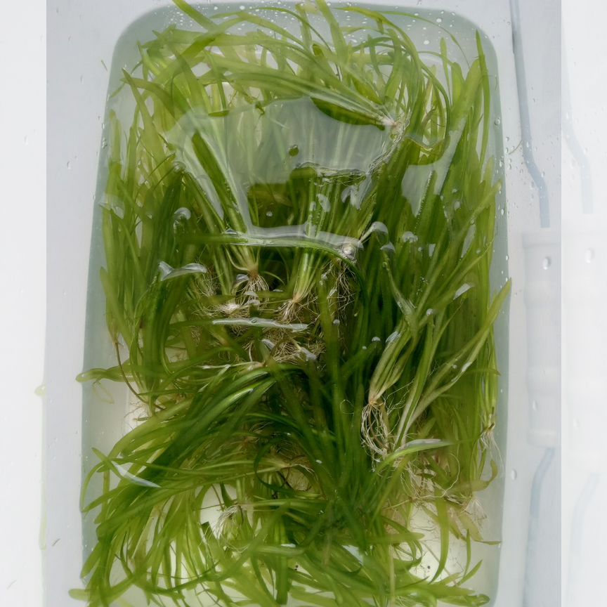 Аквариумное растение