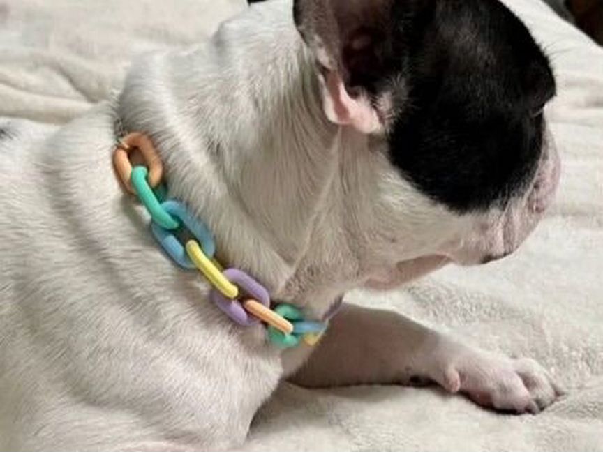 Французский бульдог