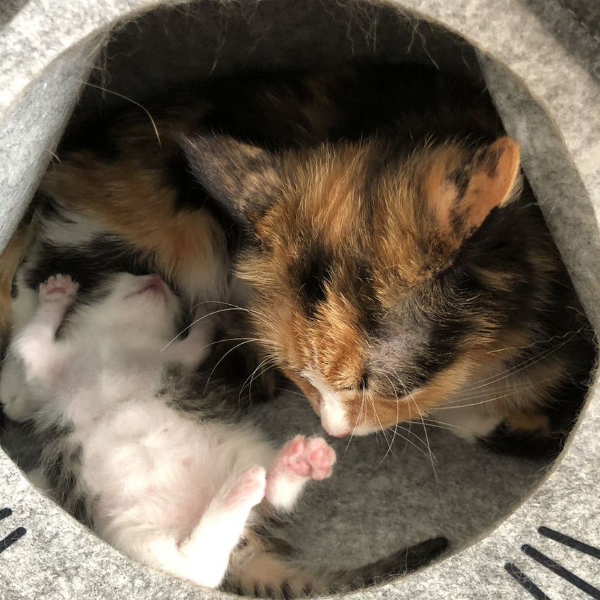 Котёнок
