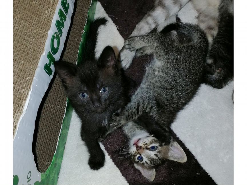 Котята ищу добрых и заботливых хозяев