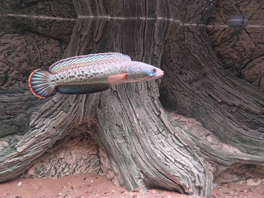 Аквариумные рыбки