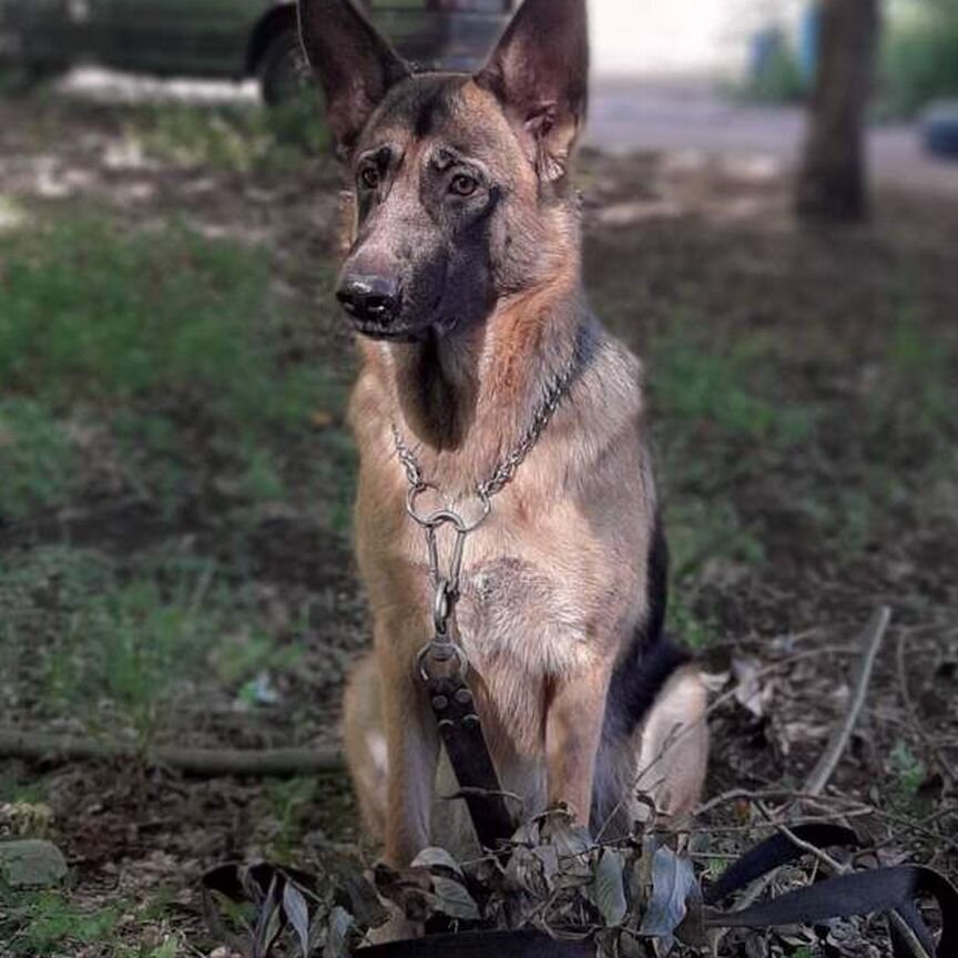 Немецкая овчарка, взрослая собака