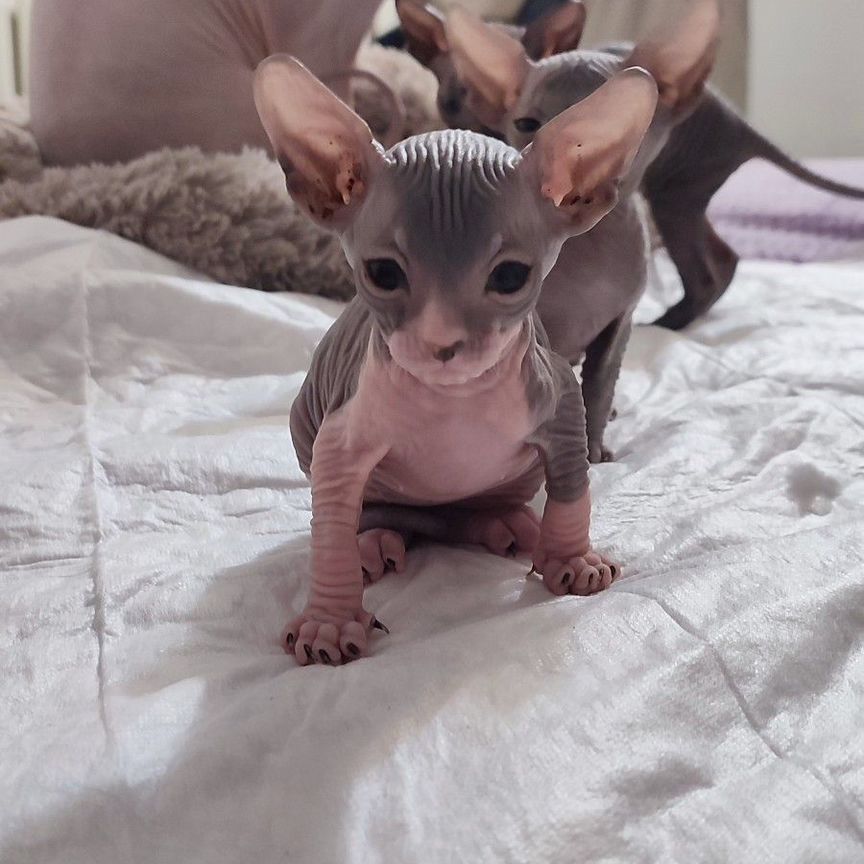 Сфинкс котята