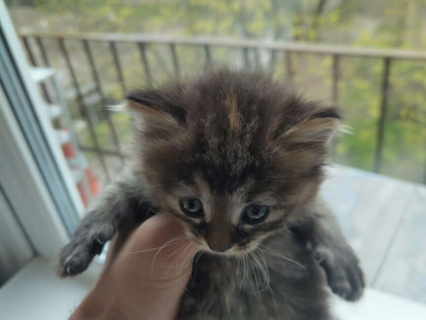 Сибирская кошечка
