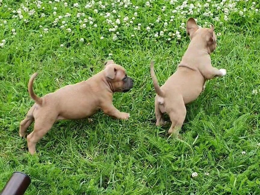 Американский булли девочки