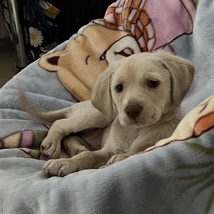 Лабрадор-ретривер, щенок