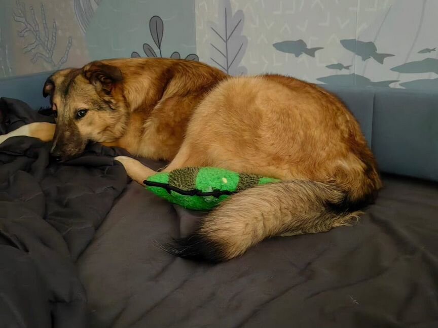 Нежный пес в добрые руки