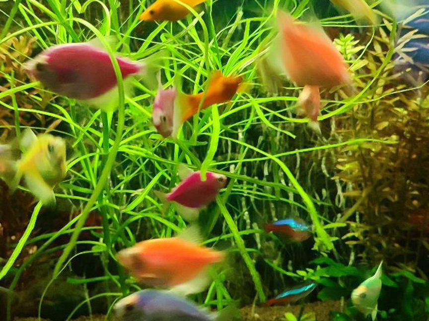 Аквариумные рыбки тернеция
