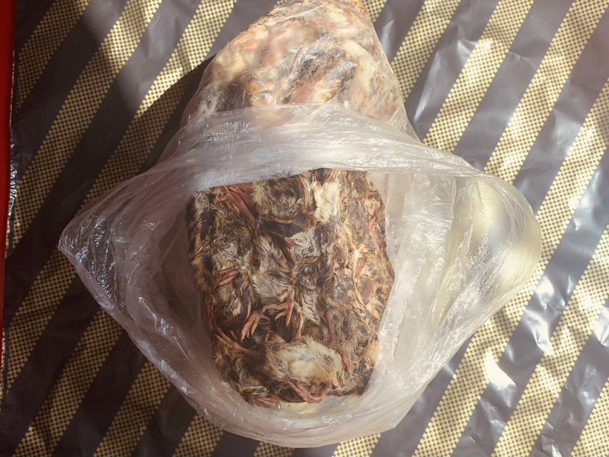 Перепела суточные на корм