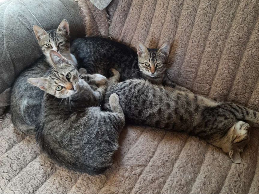 Котята подростки