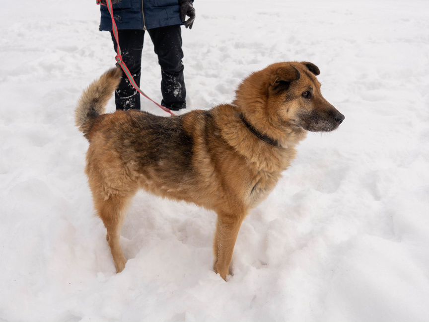 Локки -мишка хочет к семье