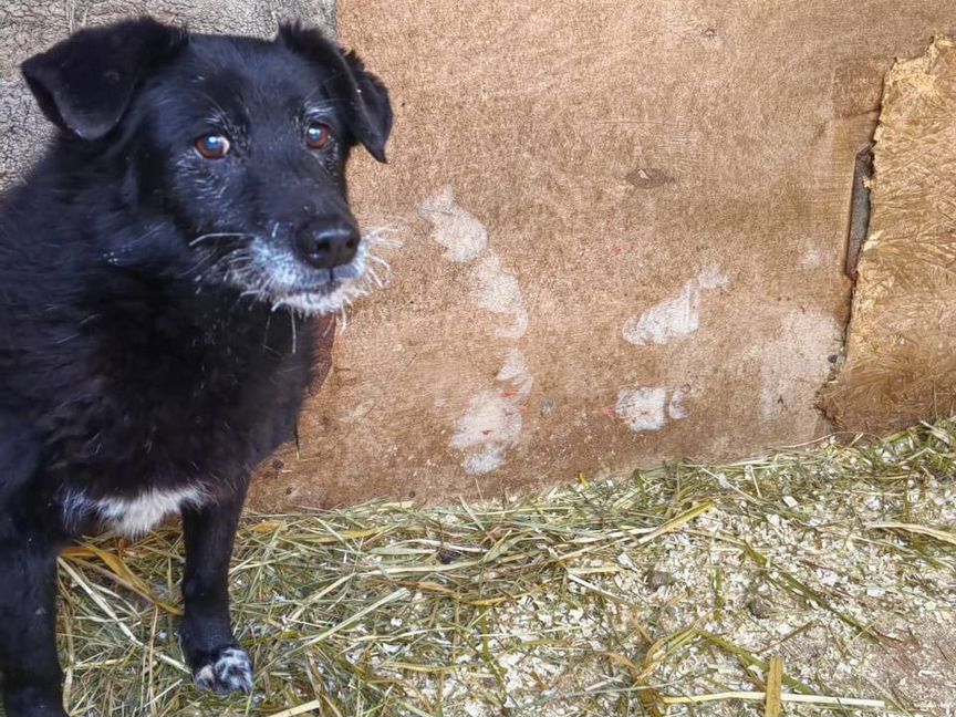 Старушка в приюте