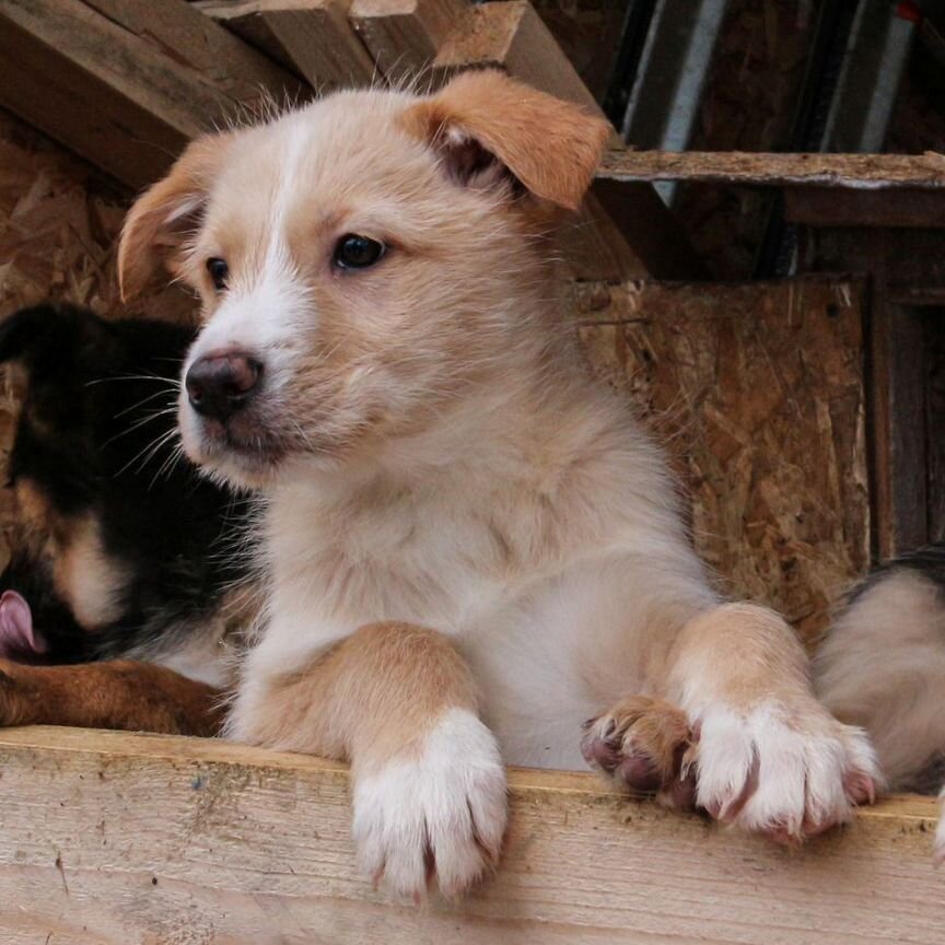 Щенок в добрые руки