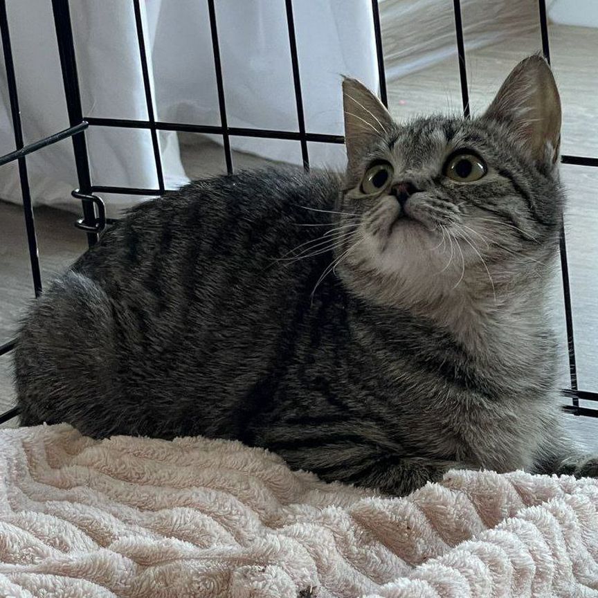 Милый котёнок ищет дом